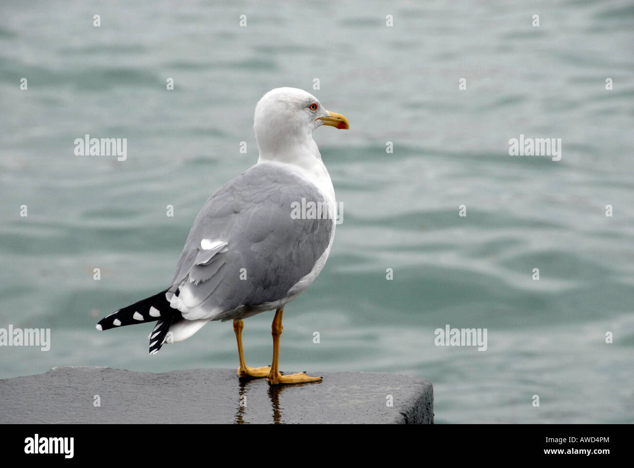 Yellow-legged Gull (Larus michahellis Stock Photo - Alamy