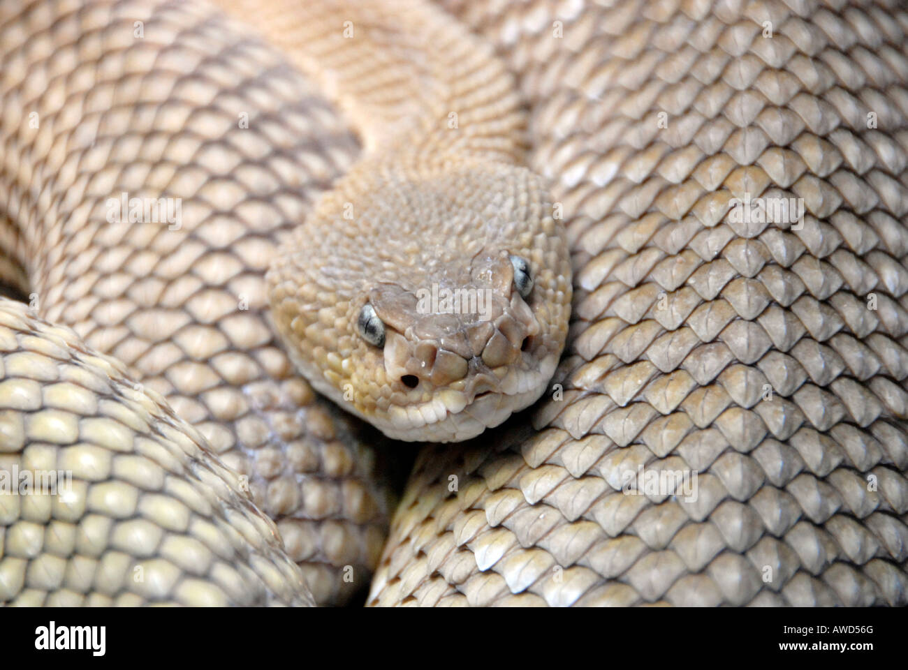 Mexican West Coast Rattlesnake or Mexican Green Rattler (Crotalus ...