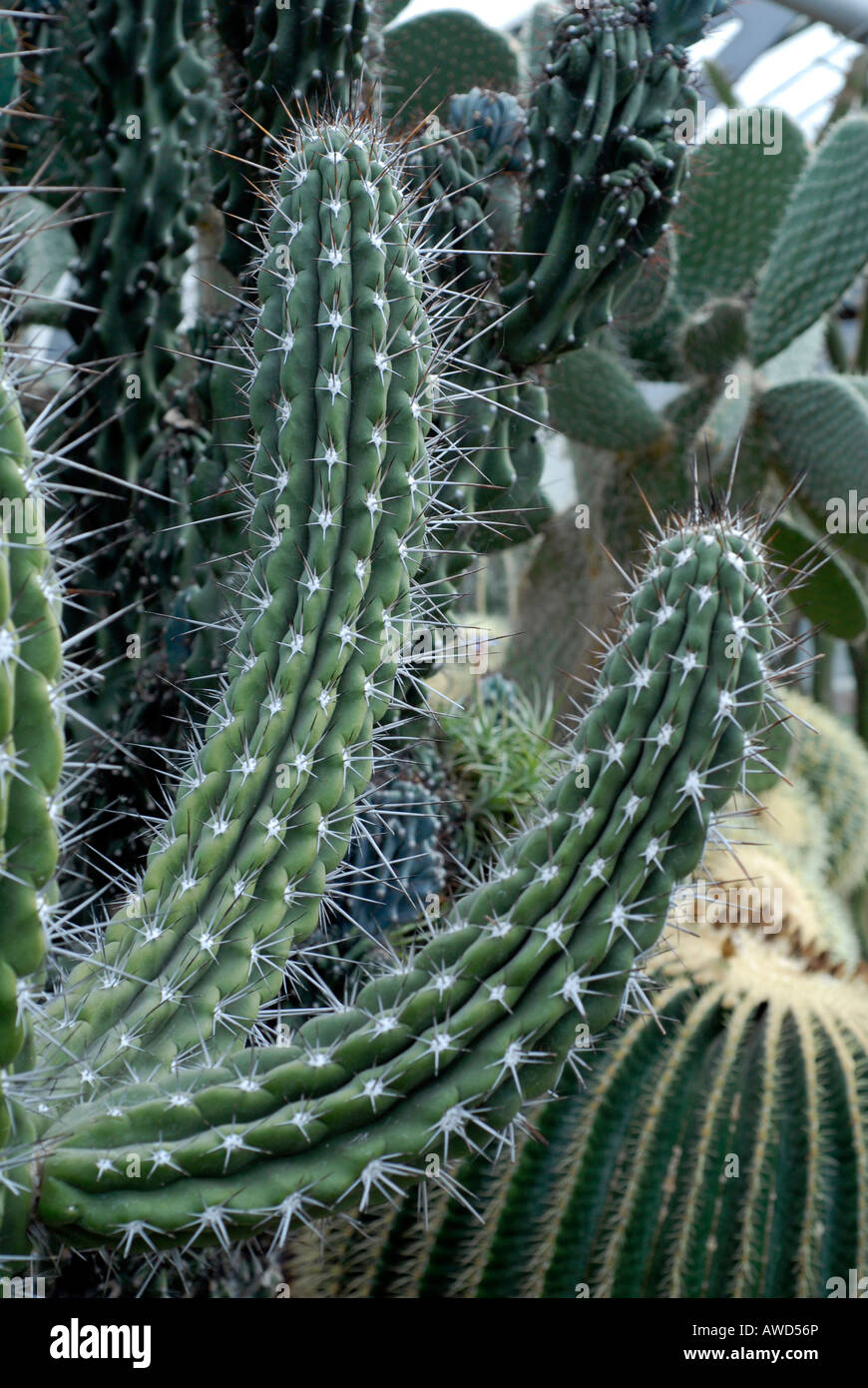 Various cacti species (Cactaceae), Wilhelma Zoological and Botanical ...