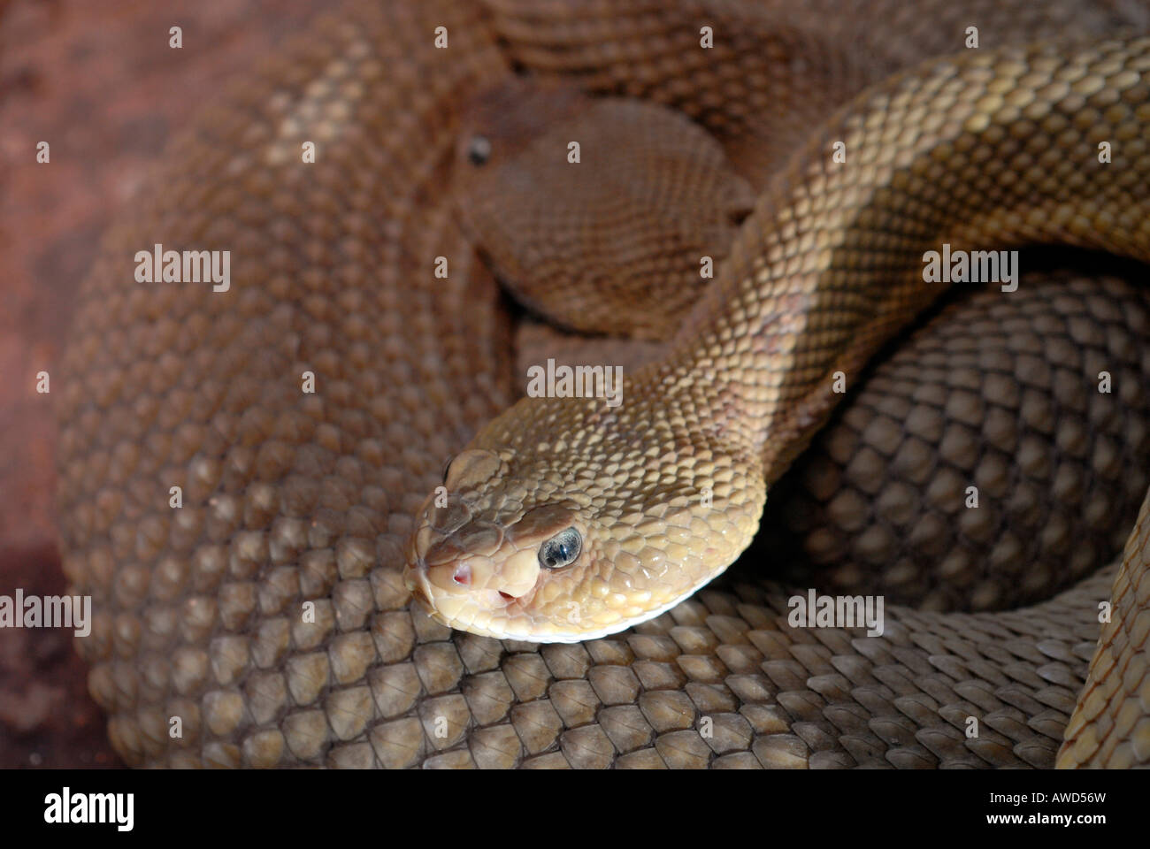 Mexican West Coast Rattlesnake or Mexican Green Rattler (Crotalus ...
