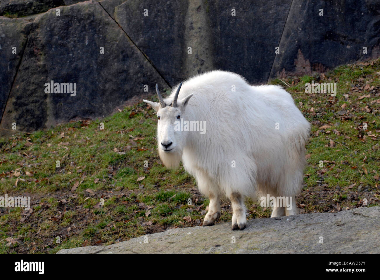 Mountain goats zoo hi-res stock photography and images - Alamy