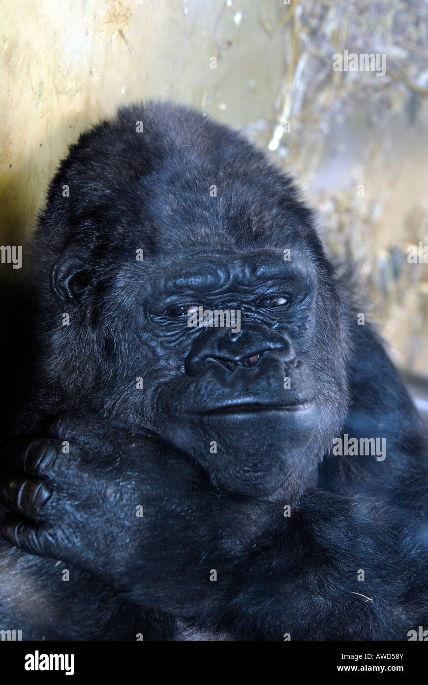 Eastern Lowland Gorilla (Gorilla beringei graueri) at a zoo in Germany ...