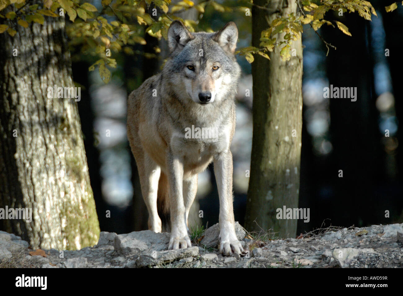 Mackenzie Valley Wolf, Canadian - or Alaskan Timber Wolf (Canis lupus ...