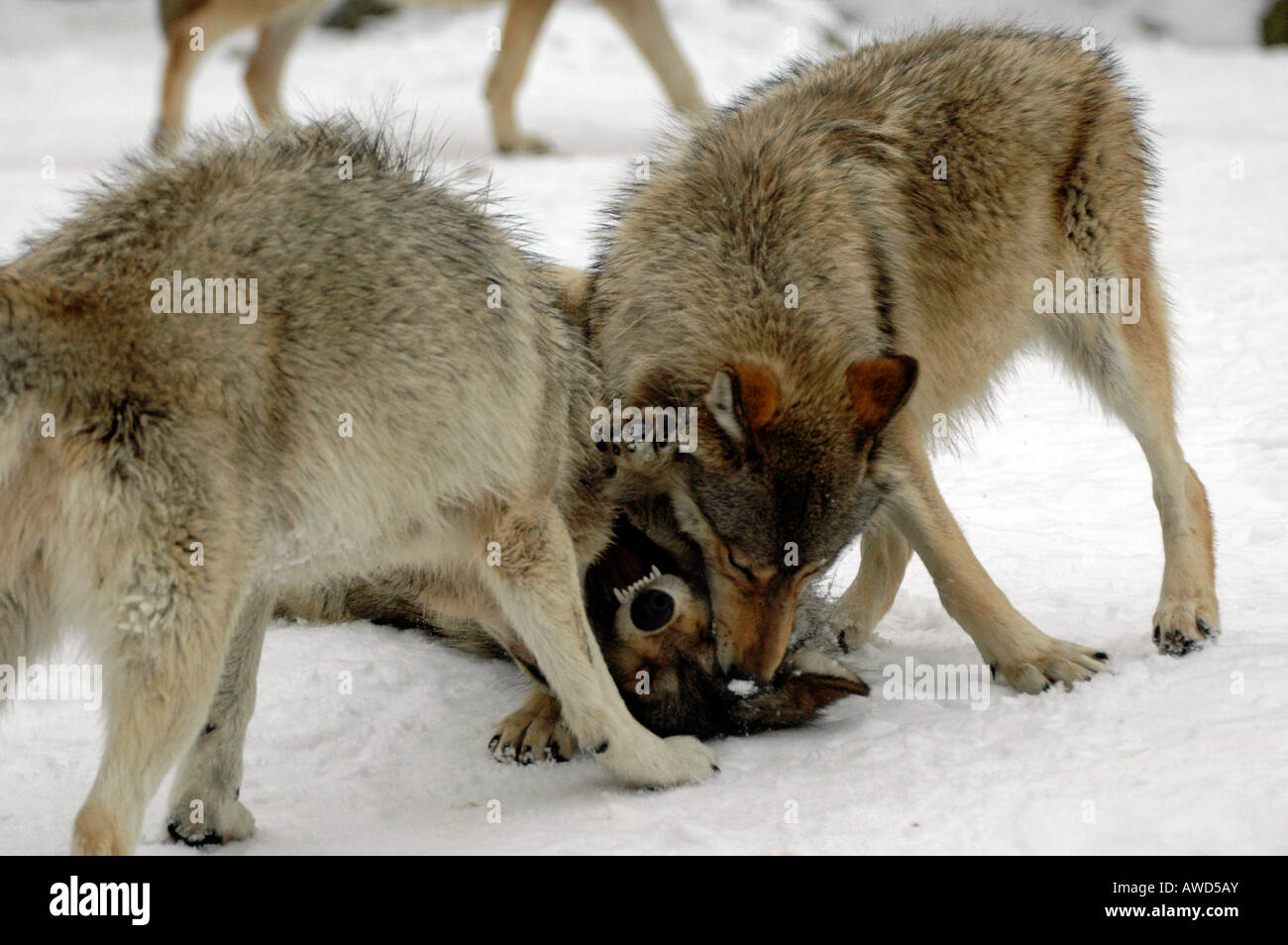 Mackenzie Valley, Canadian - or Alaskan Timber Wolves (Canis lupus ...