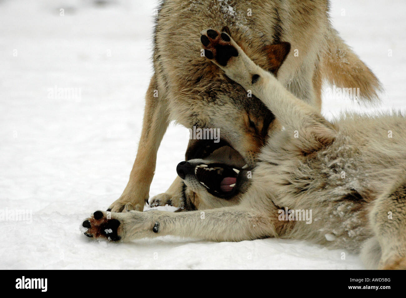 Mackenzie Valley, Canadian - or Alaskan Timber Wolves (Canis lupus ...