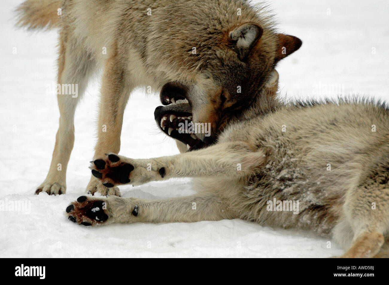 Mackenzie Valley, Canadian - or Alaskan Timber Wolves (Canis lupus ...