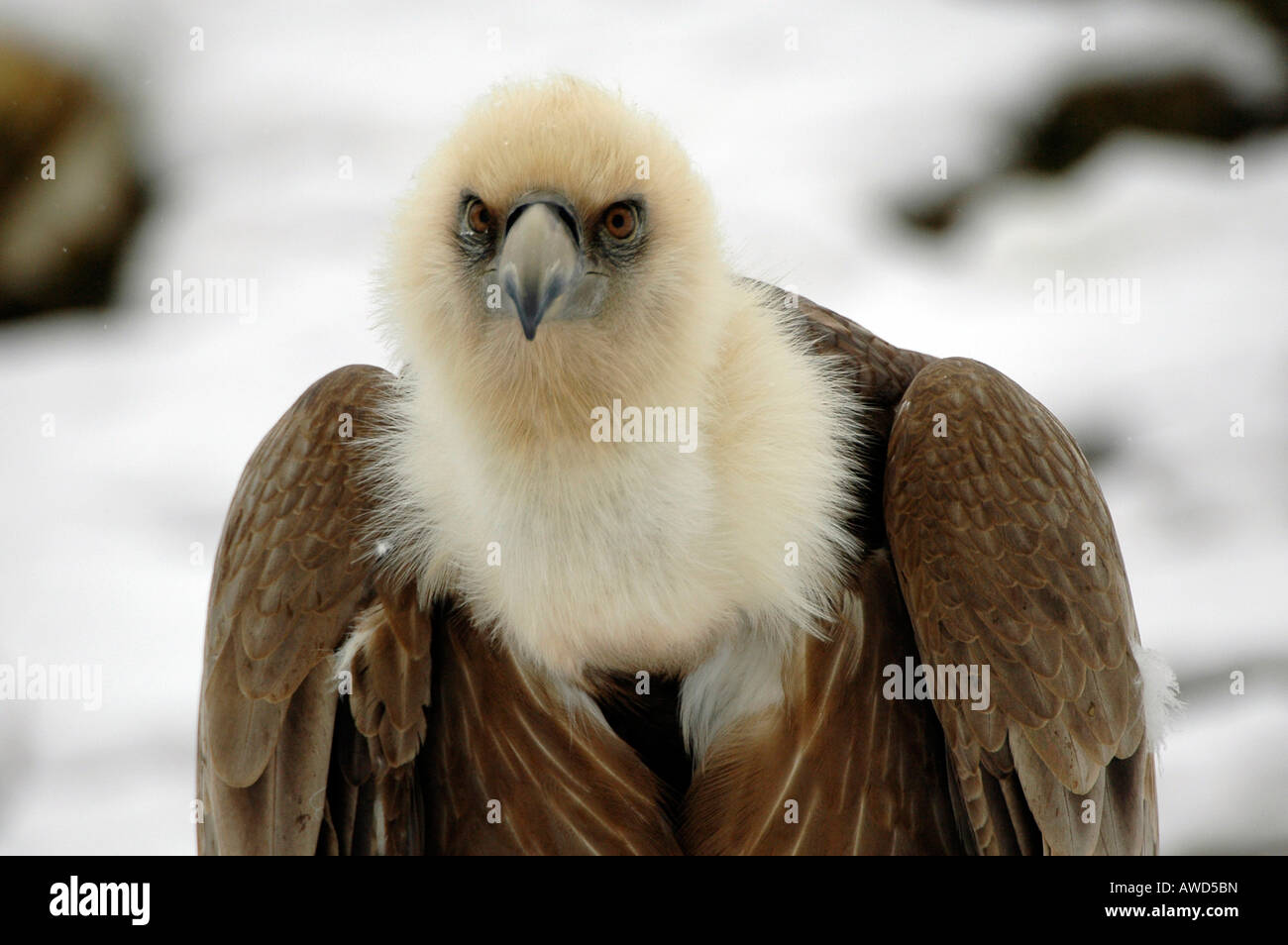 Vultures in europe hi-res stock photography and images - Alamy
