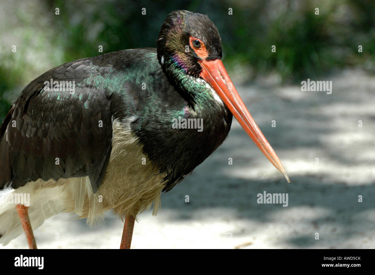 Schwarzstorch deutschland hi-res stock photography and images - Alamy
