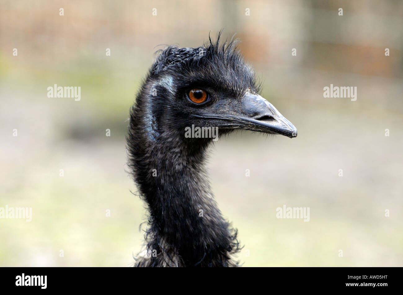 Emu (Dromaius novaehollandiae) at a zoo in Bavaria, Germany, Europe ...