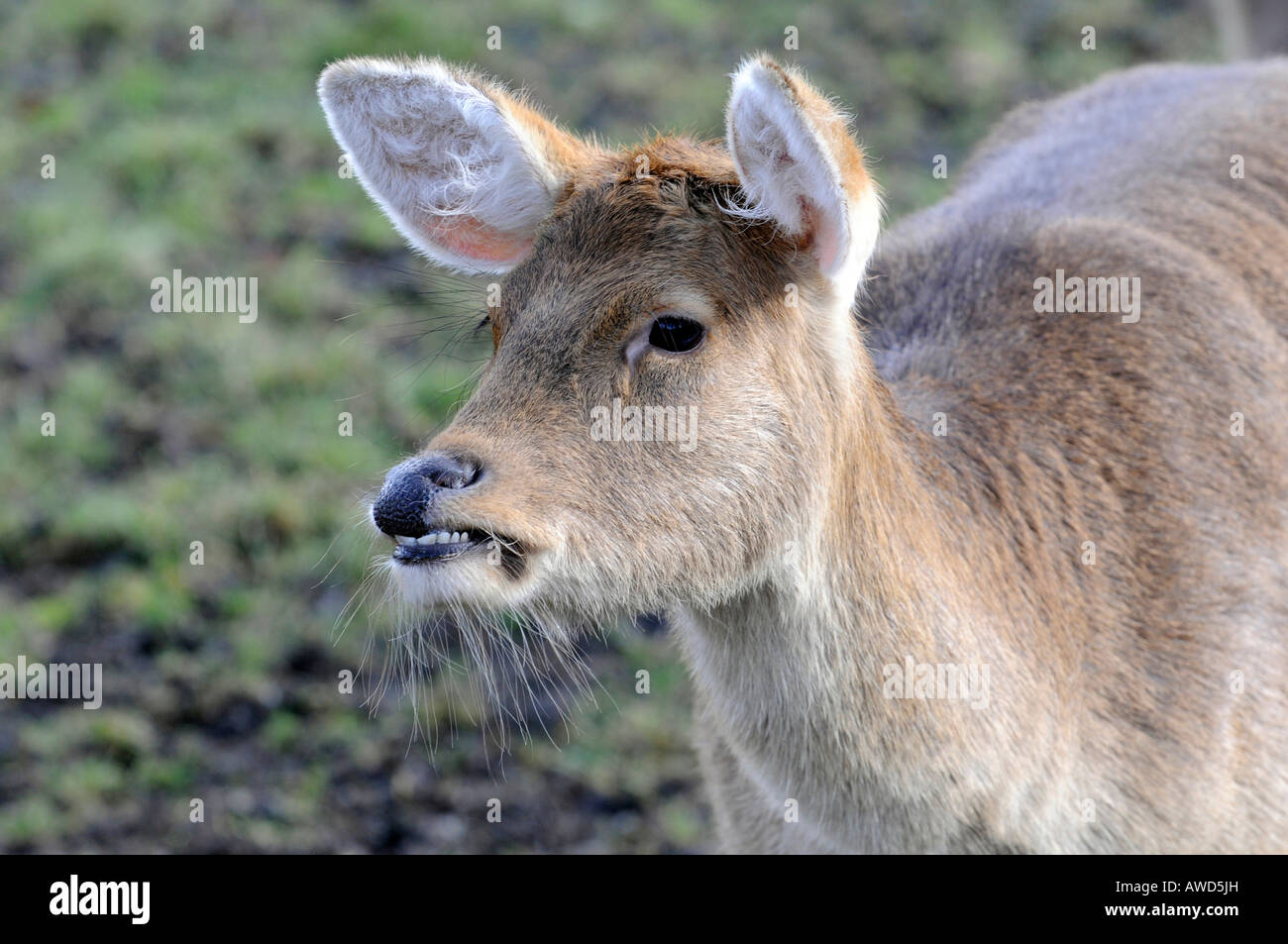 Barasingha Deer (Rucervus duvaucelii, Cervus duvaucelii) at a zoo in ...
