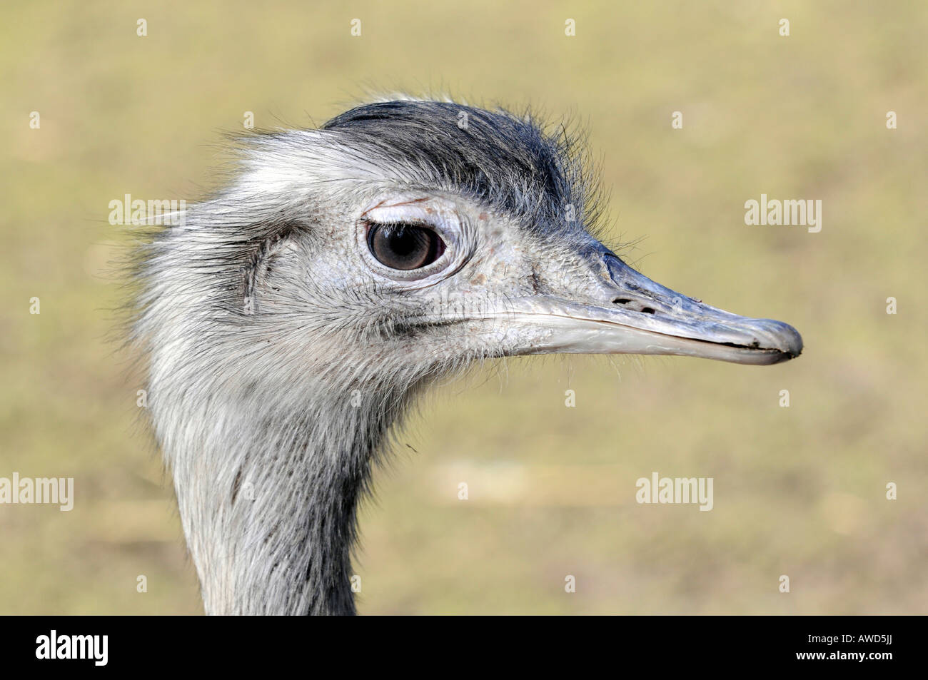 American zoo hi-res stock photography and images - Alamy