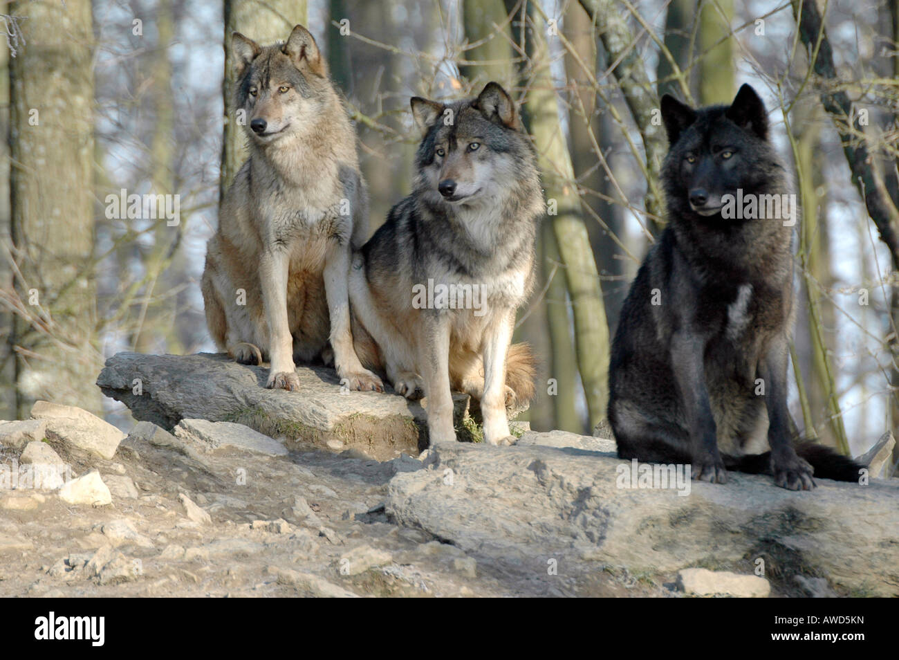 Three grey wolves sitting canis hi-res stock photography and images - Alamy