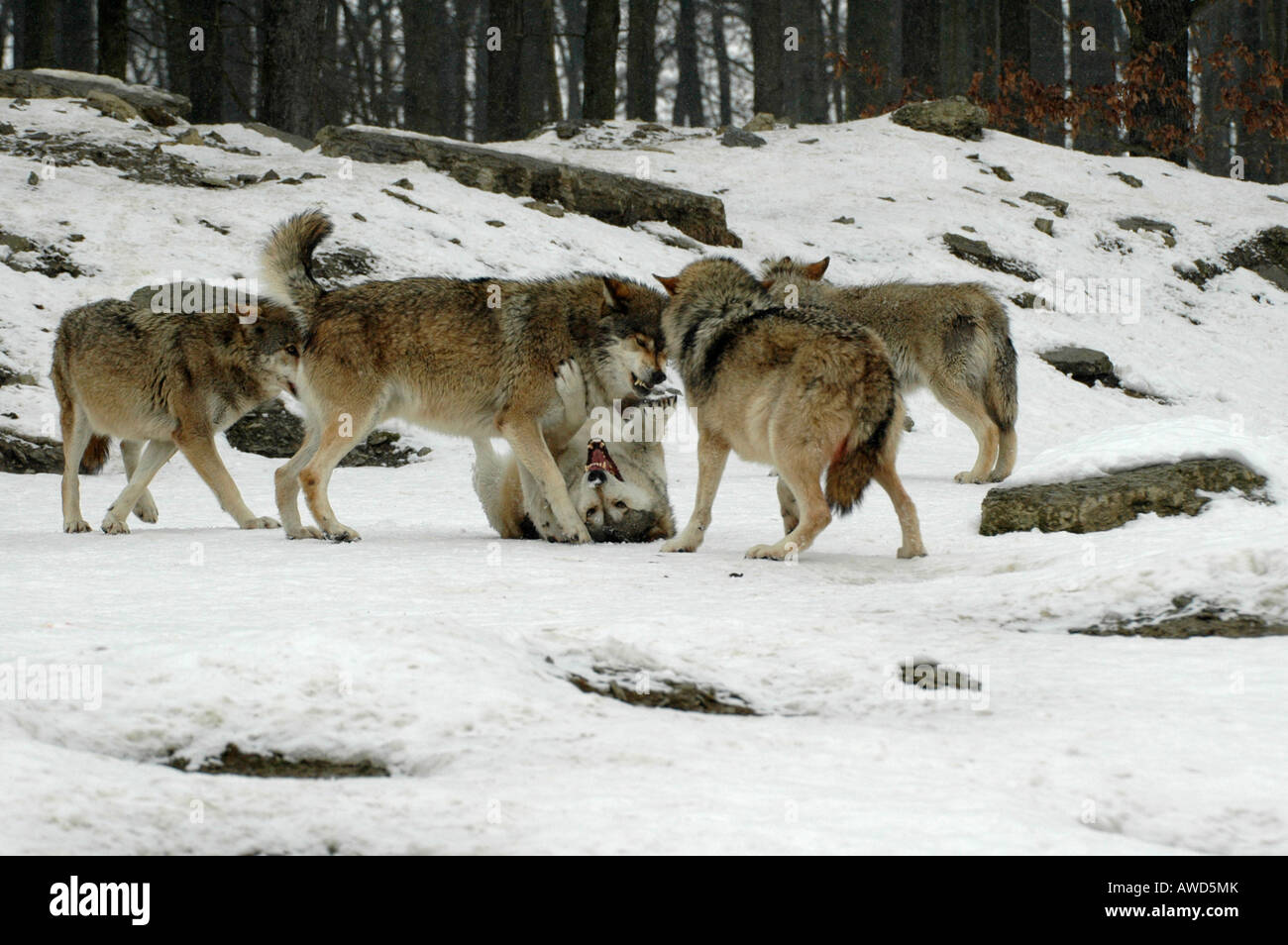 Grey - or Timber Wolves (Canis lupus) at a zoo in Germany, Europe Stock ...