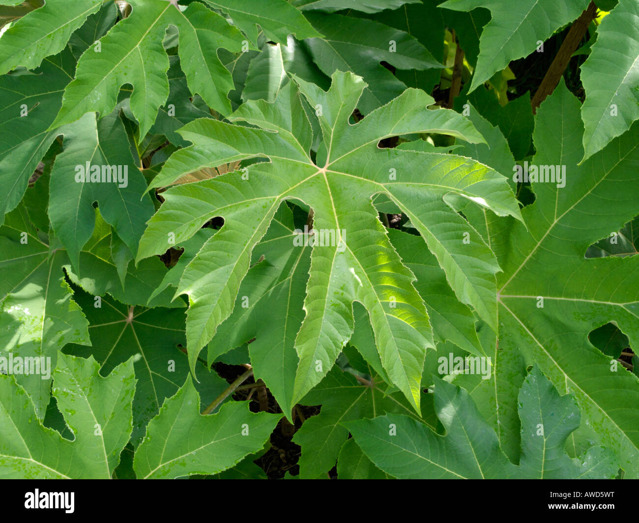 Rice paper tree (Tetrapanax papyrifer Stock Photo - Alamy