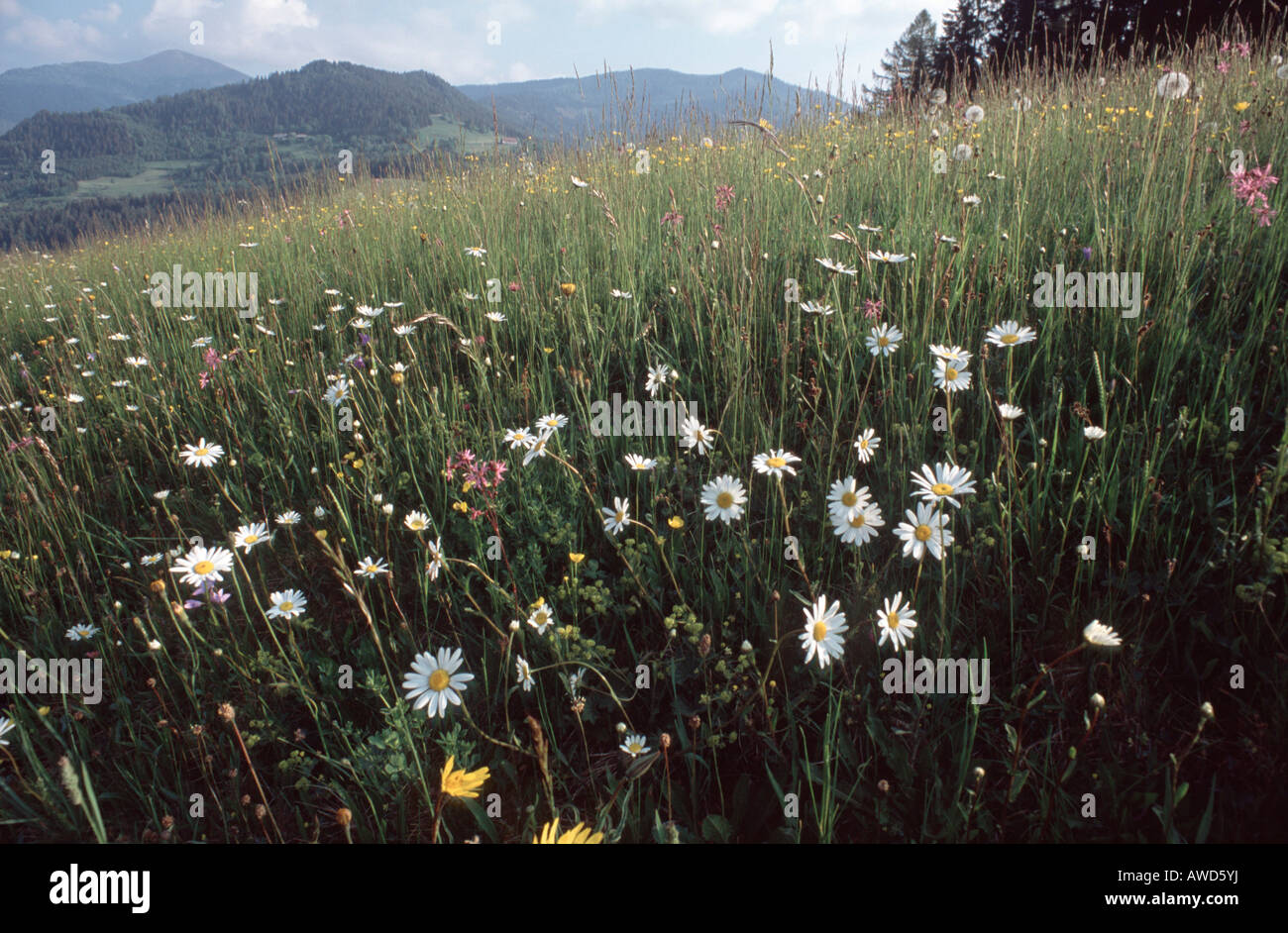Blumenwiese berge austria hi-res stock photography and images - Alamy