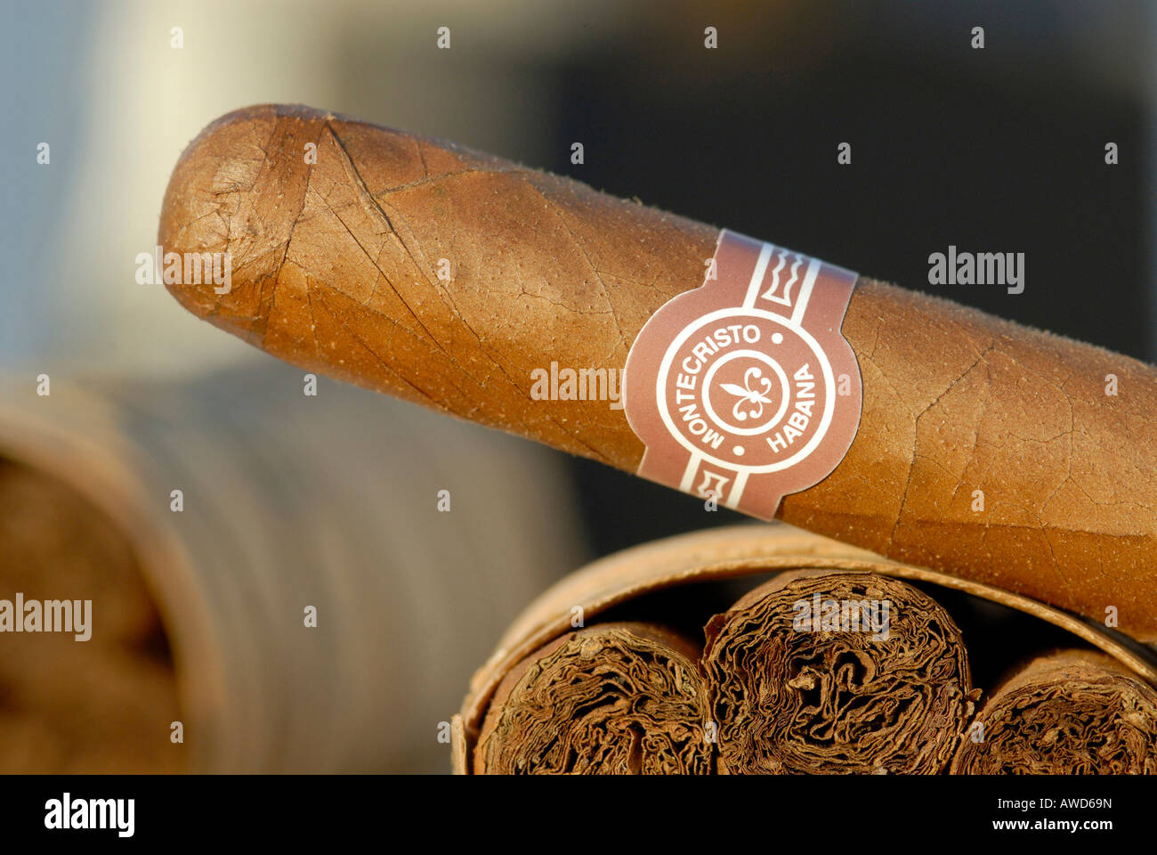 Montecristo Cigar, Pinar del Rio, Vinales, Cuba, Caribbean Stock Photo ...