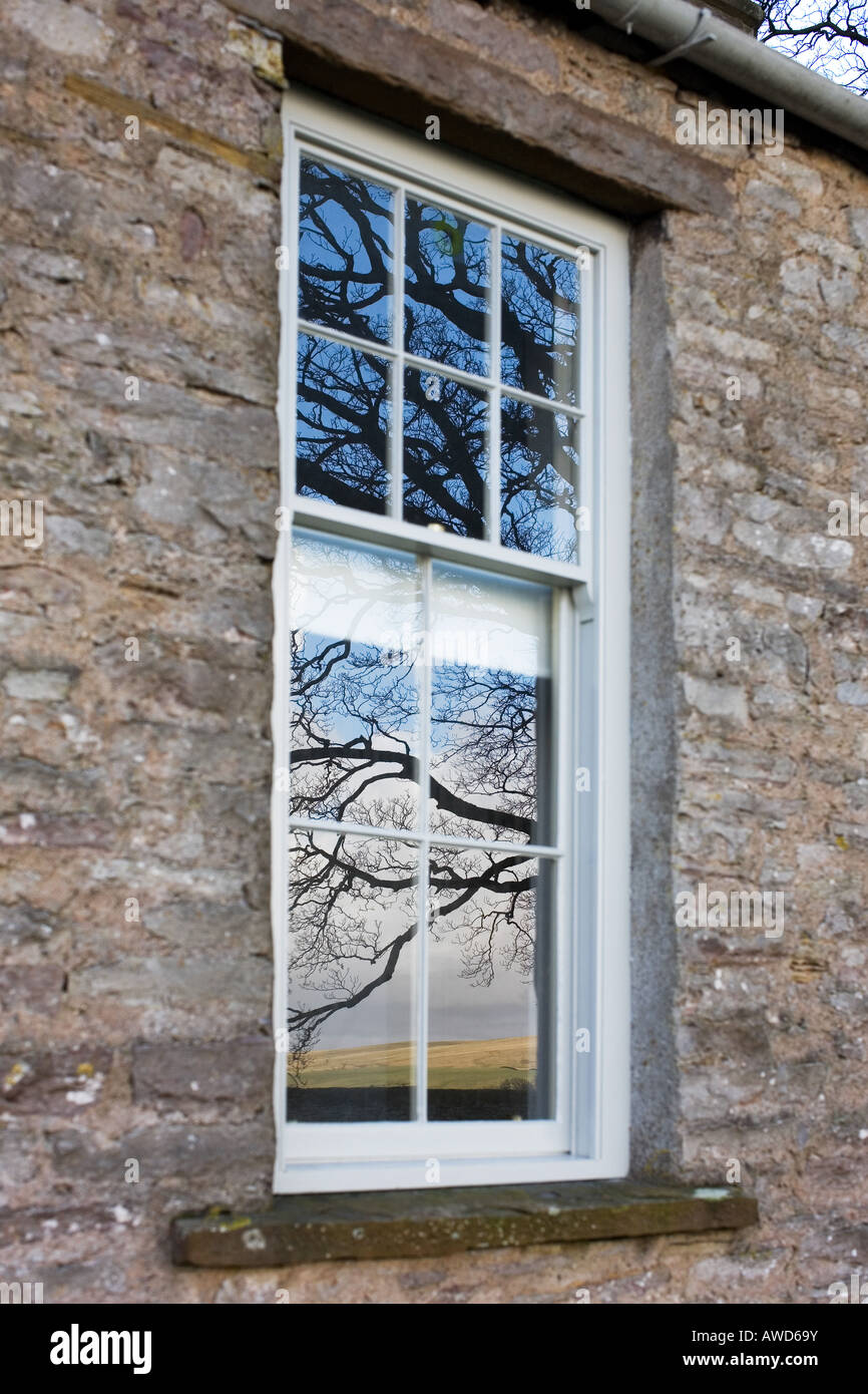 Reflection of an oak tree on the glass in a sash window. Waitby school ...