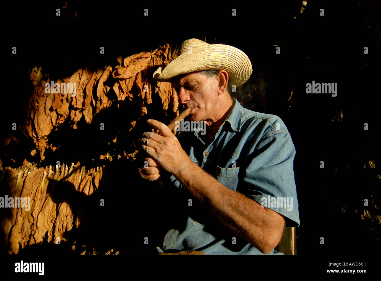 Man smoking a cigar in Vinales, Pinar del Río, Cuba, Caribbean ...