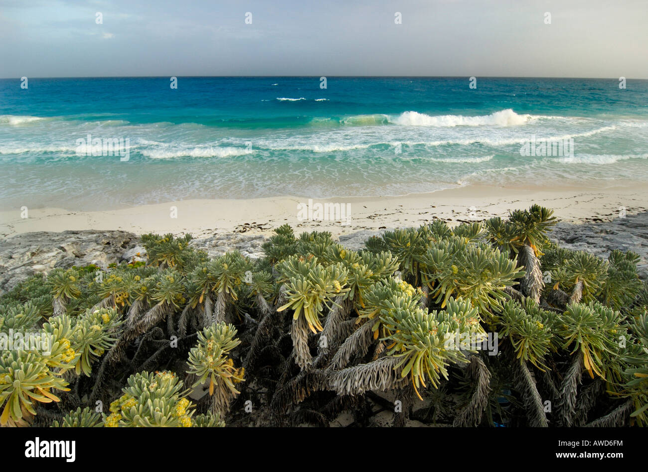 Kubanische flora hi-res stock photography and images - Alamy