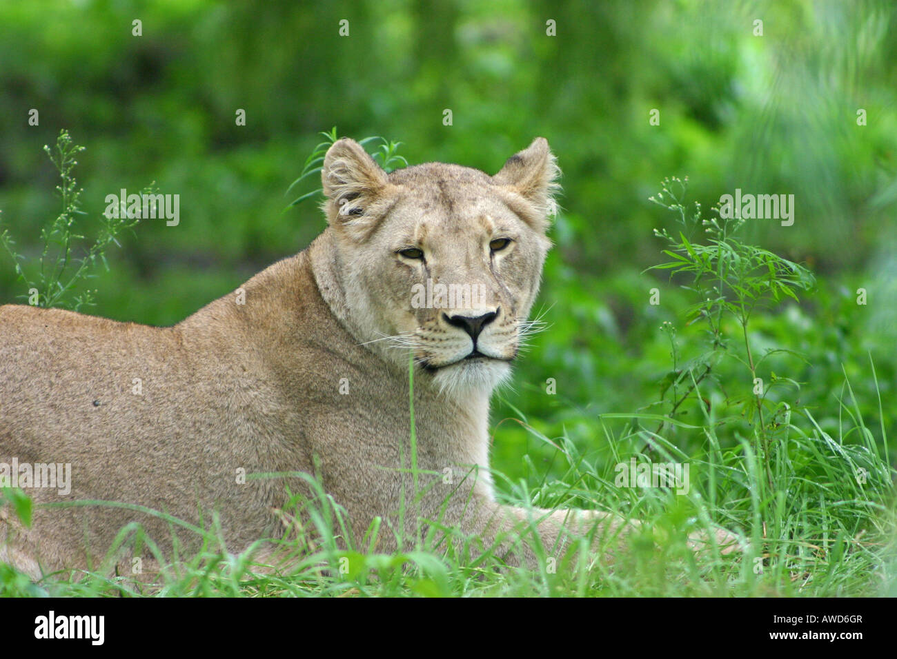 lioness looking in to camera Stock Photo - Alamy