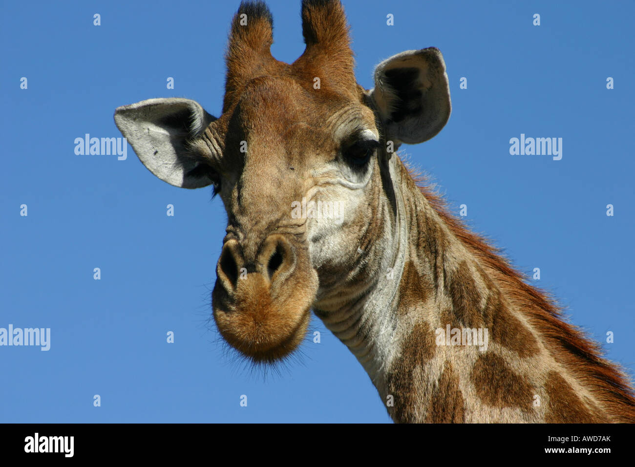 Giraffe Head shot Stock Photo - Alamy