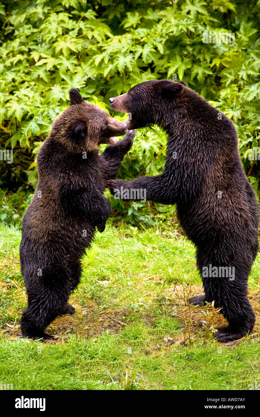 Grizzly bears fighting hi-res stock photography and images - Alamy