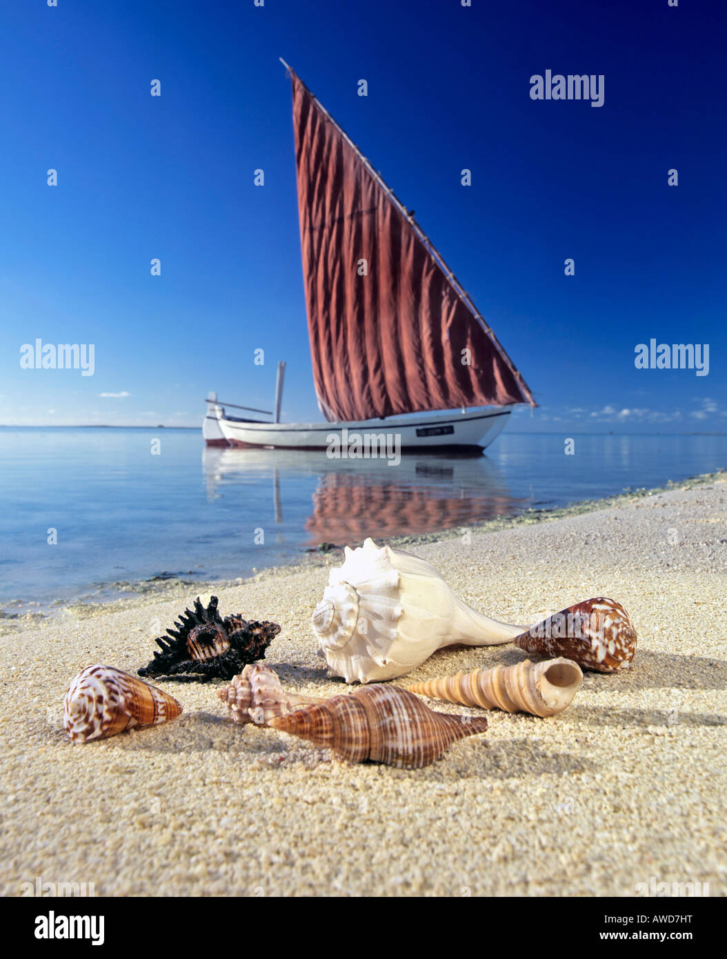 Shells on the beach, sailboat, calm lagoon, Maldives, Indian Ocean ...