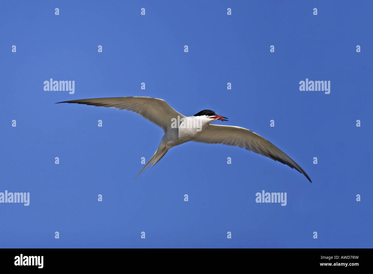 Flußseeschwalbe (sterna hirundo) common tern Stock Photo - Alamy