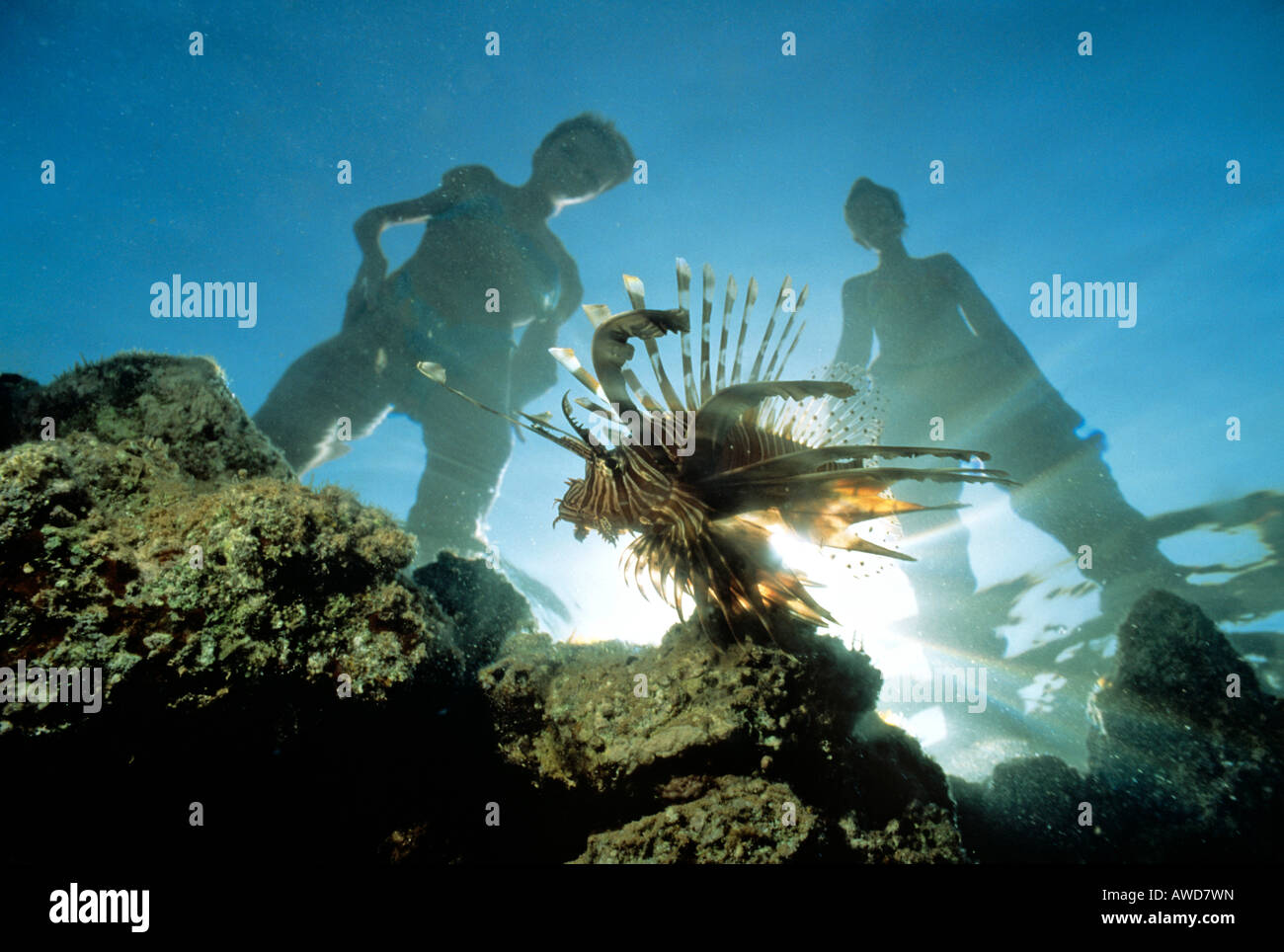 Common Lionfish or Devil Firefish (Pterois miles), underwater ...