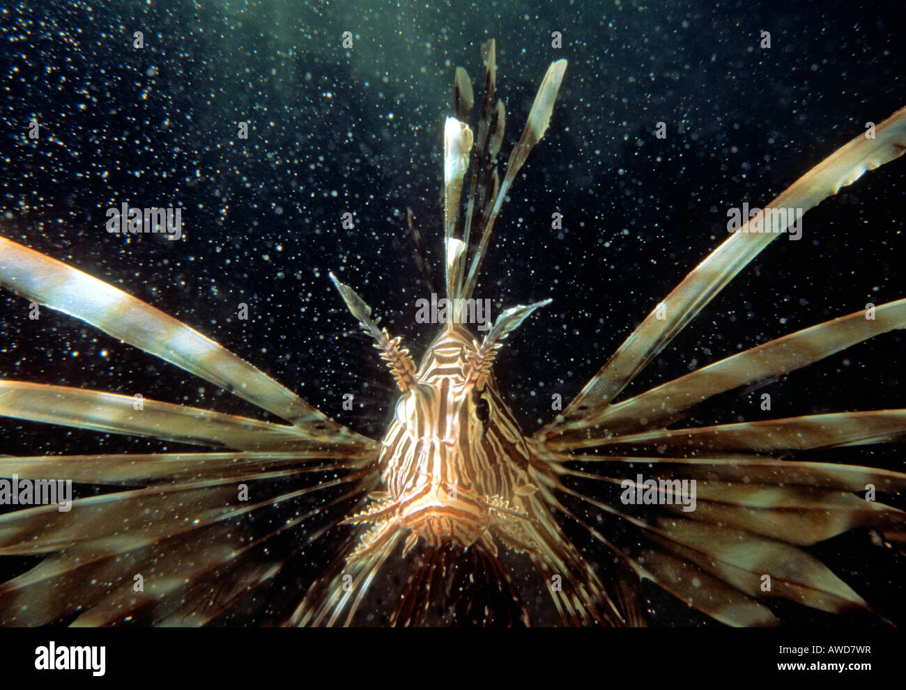 Common Lionfish or Devil Firefish (Pterois miles), underwater ...