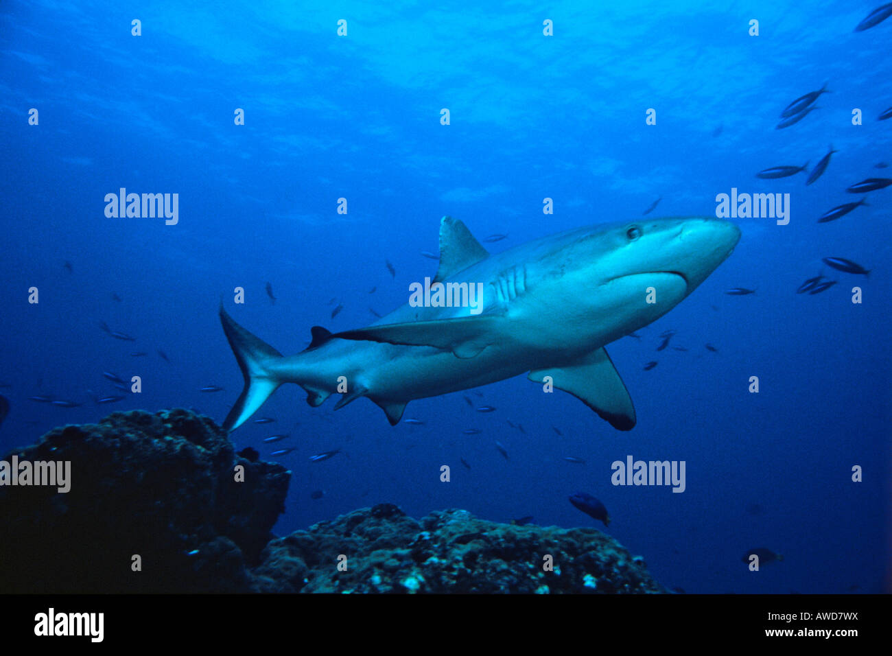 Grey Reef Shark (Carcharhinus amblyrhynchos), underwater photograph ...