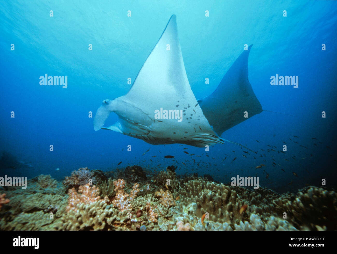 Giant manta ray face hi-res stock photography and images - Alamy