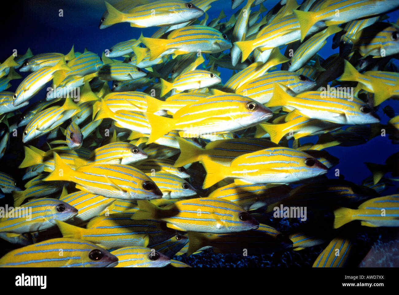 Bluestripe Snapper or Bluestripe Sea Perch (Lutjanus kasmira ...