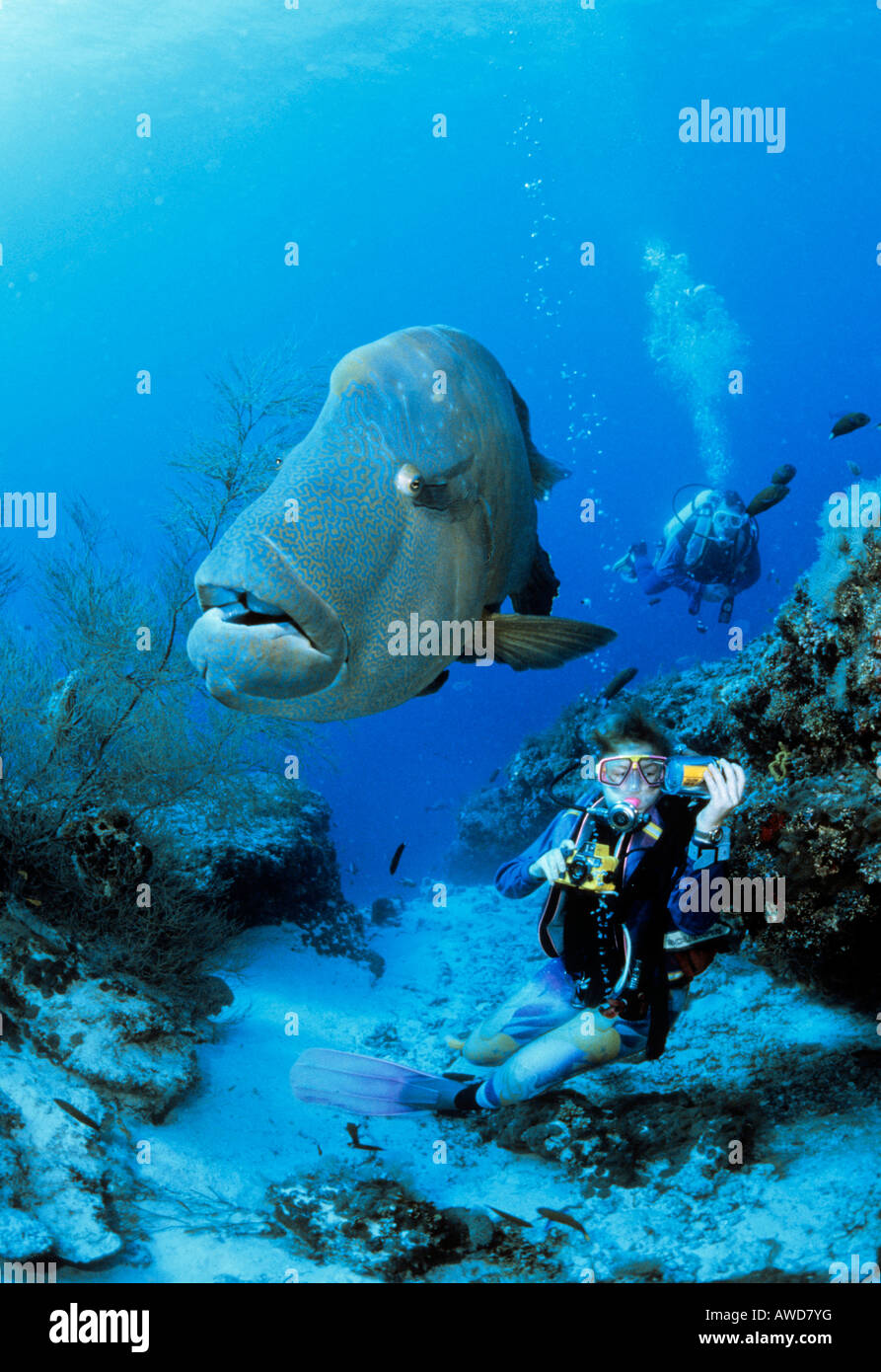 Humphead Wrasse (Cheilinus undulatus) and scuba diver, underwater ...