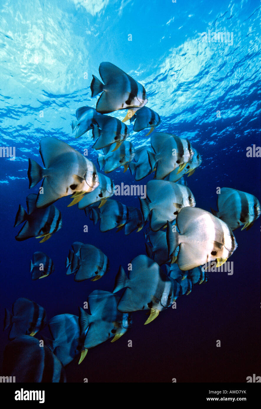 Batfish (Platax), underwater photograph, Indian Ocean Stock Photo - Alamy