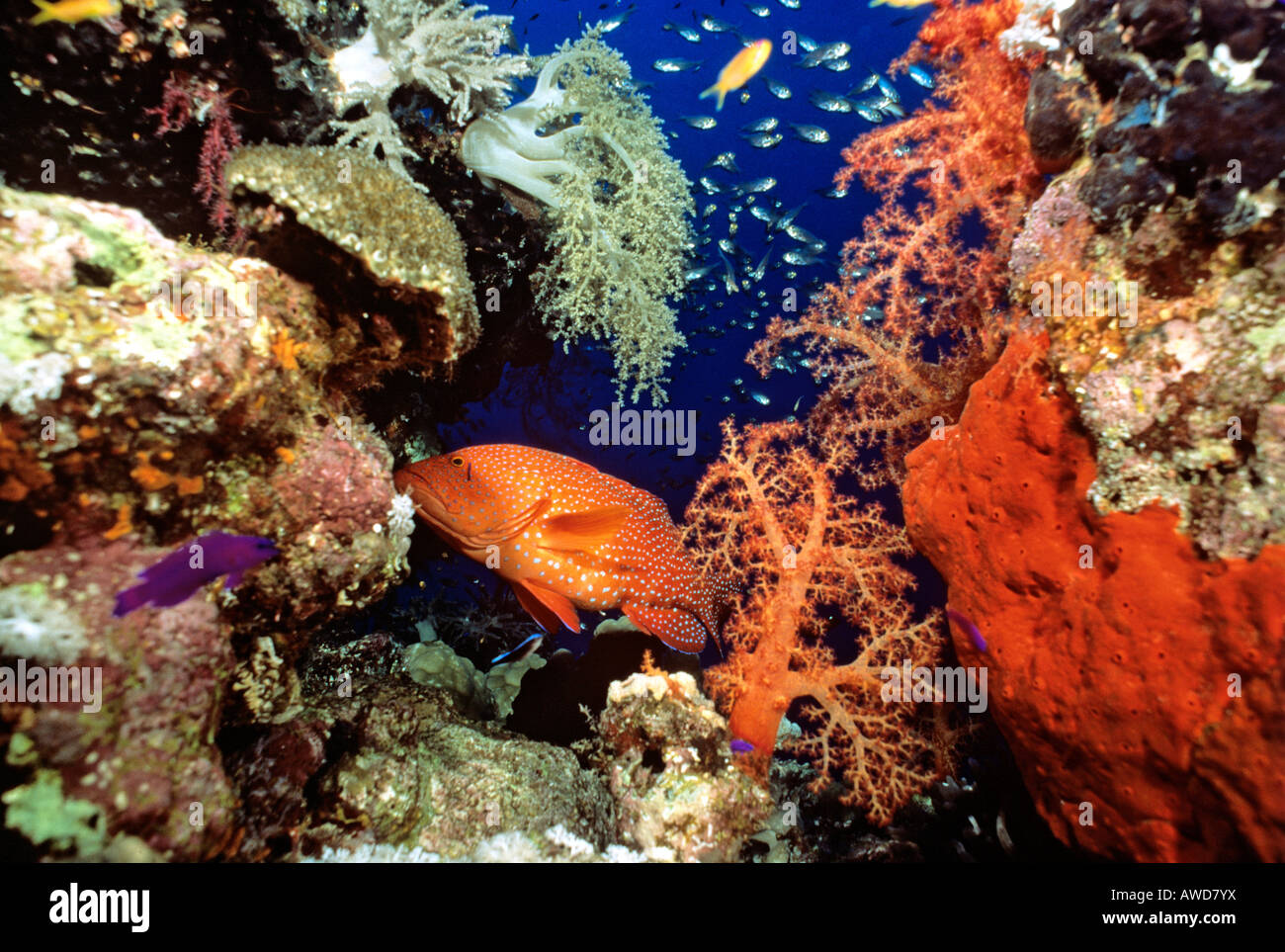 Miniatus Grouper (Cephalopholis miniata), underwater photograph, Indian ...