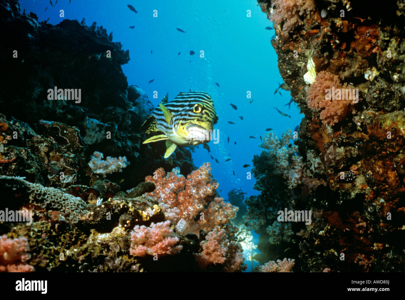 Dogfish hi-res stock photography and images - Alamy