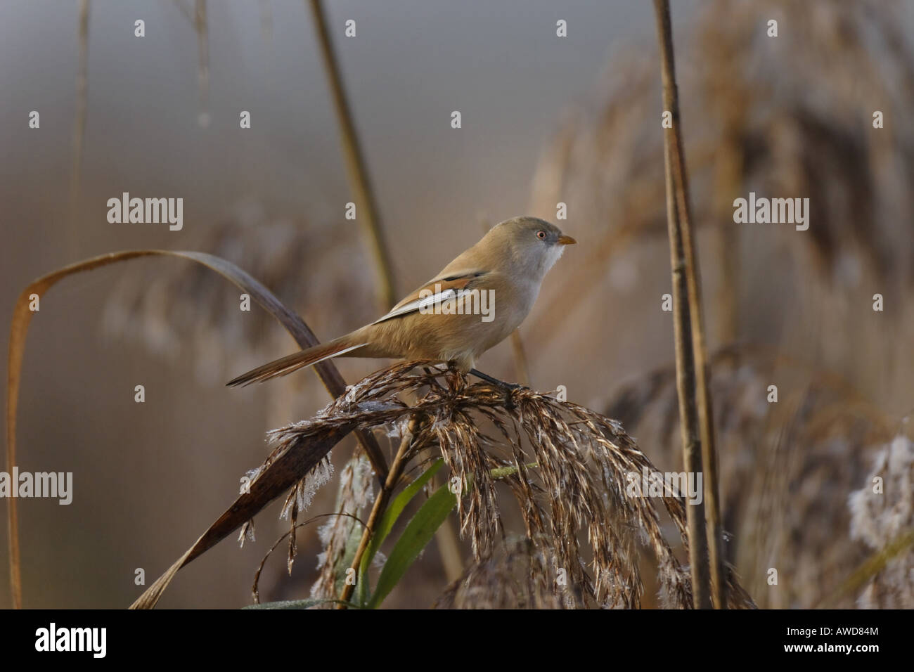 Bartmeise Panurus biarmicus Timaliidae weibchen female Stock Photo - Alamy