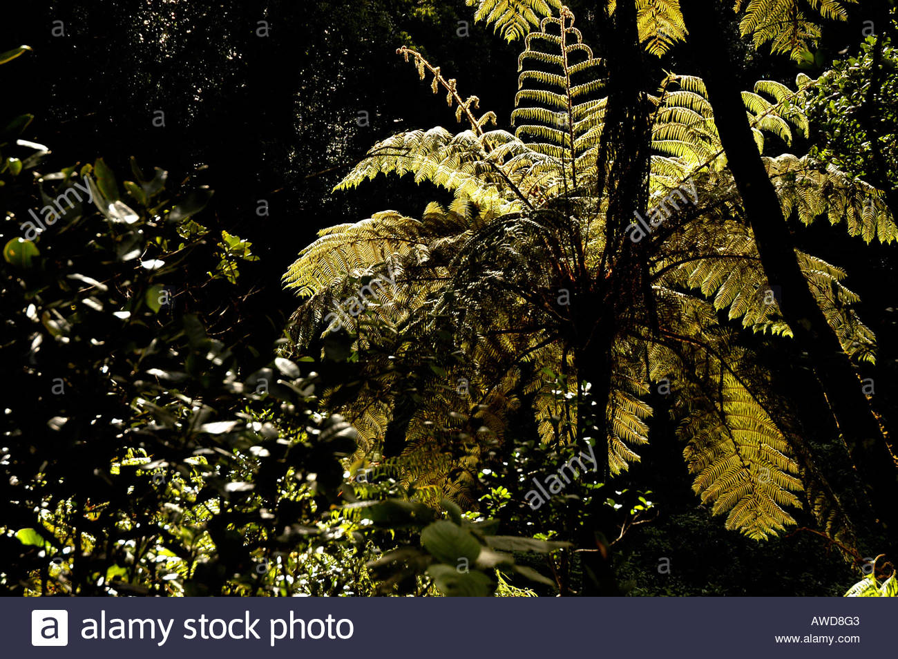 Shola Forest Stock Photos & Shola Forest Stock Images - Alamy