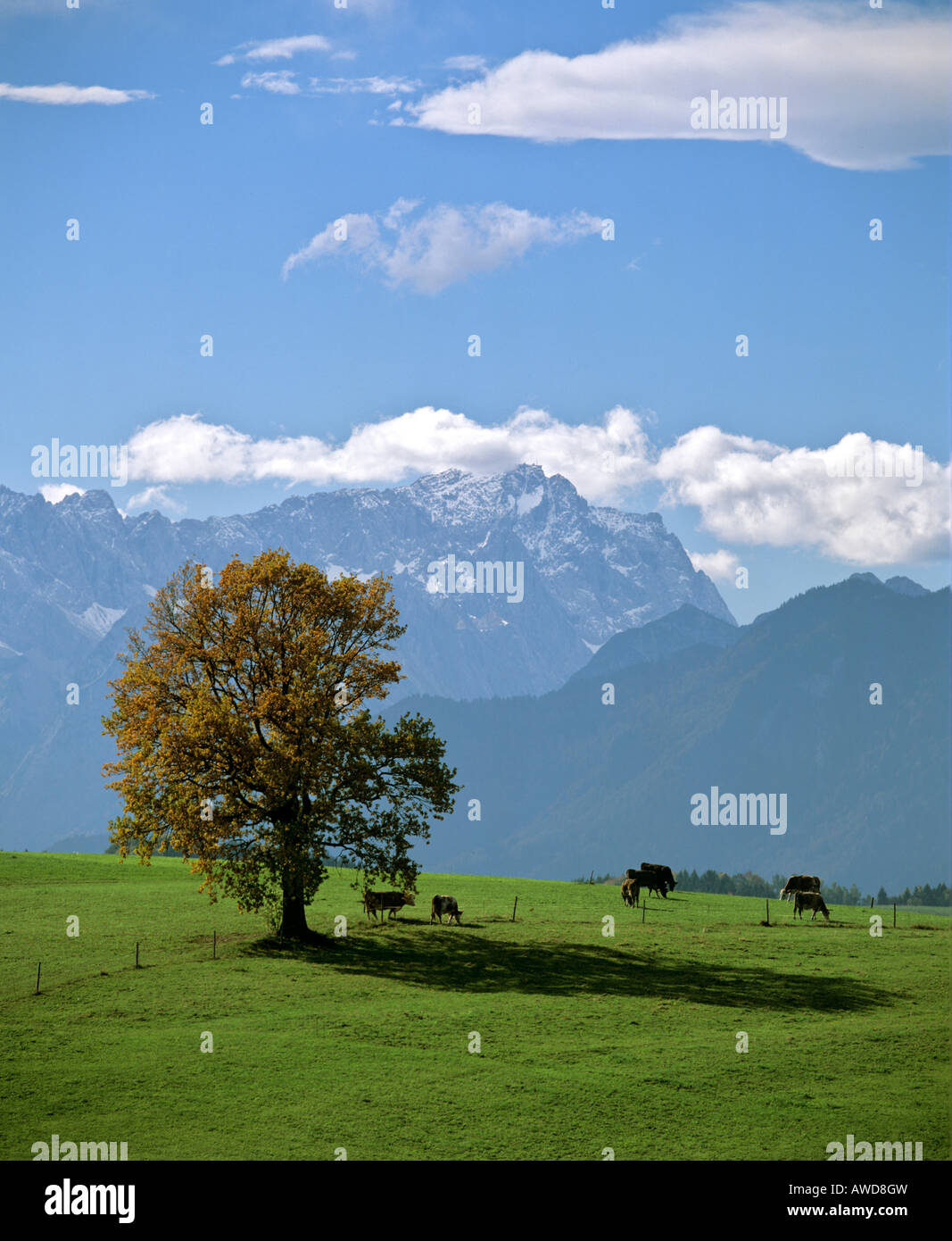 Cow pasture and lone beech tree in autumn, Wetterstein Range, Upper ...