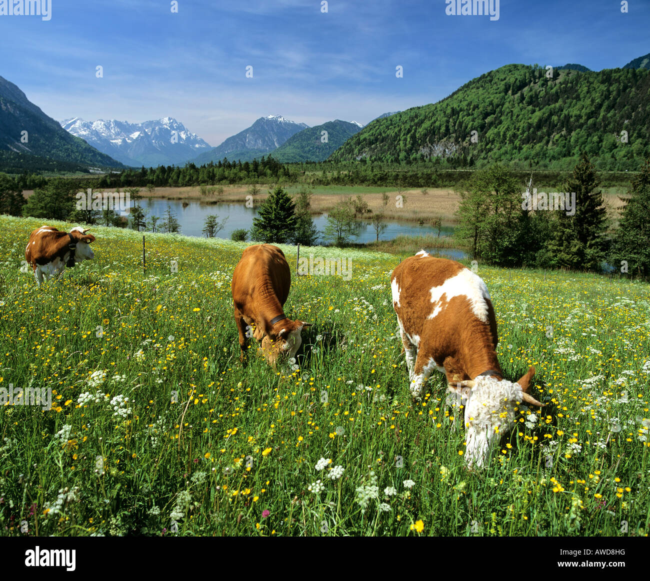 Cows grazing in pasture, mountain landscape near Eschenlohe, Upper ...