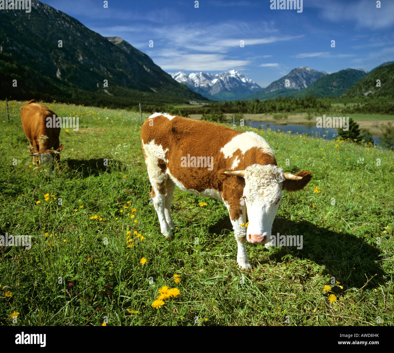 Cows grazing in pasture, mountain landscape near Eschenlohe, Upper ...
