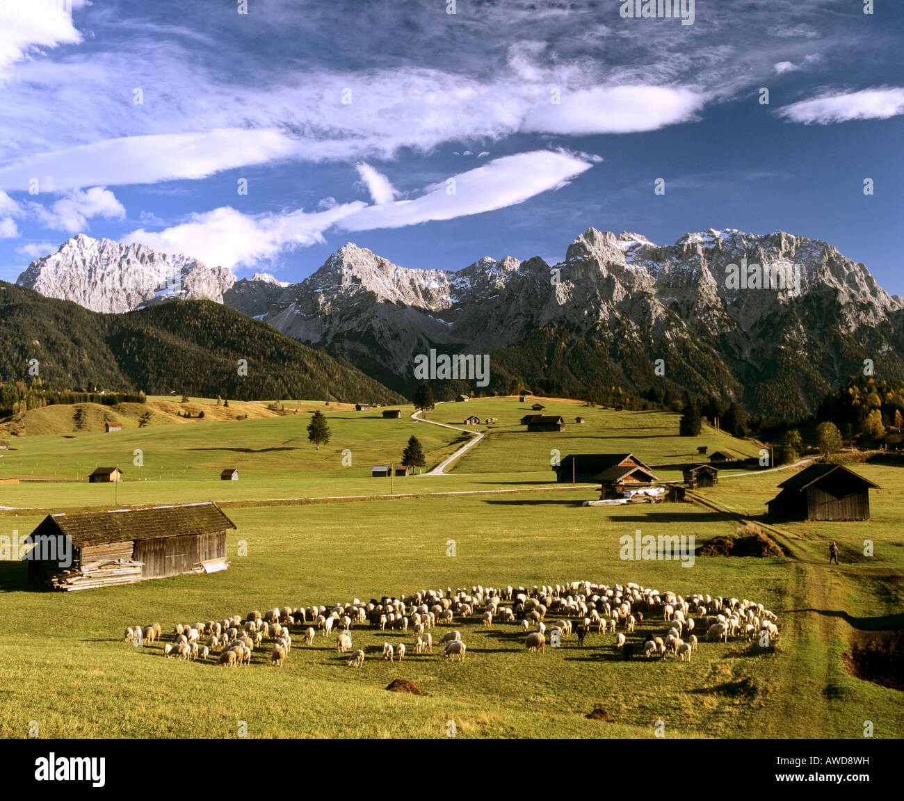 Tonihof Wildlife Park, Karwendel Range, sheep herd, foehn (chinook wind ...