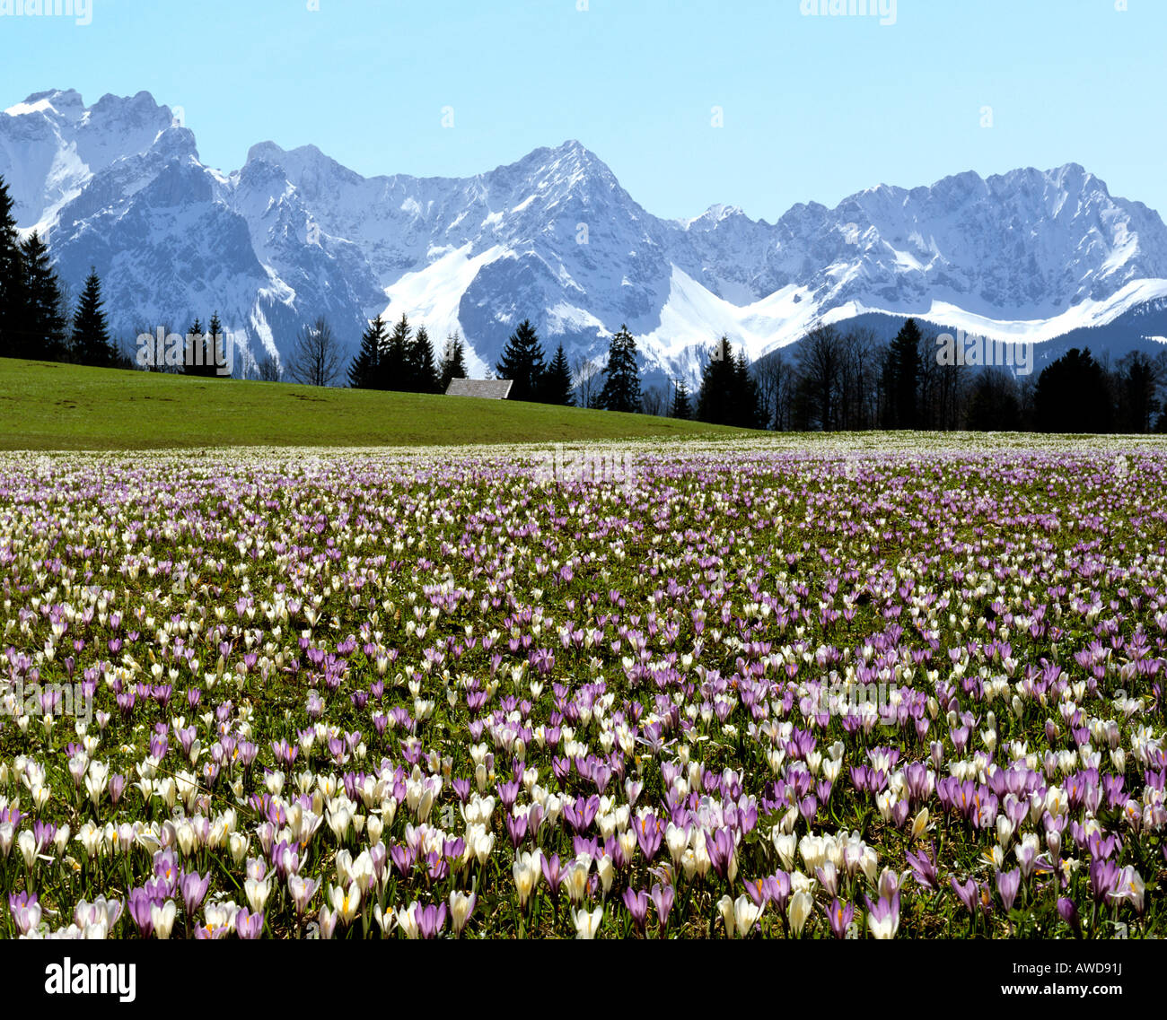Crocus meadow near Gerold in spring, Karwendel mountain range, Upper ...
