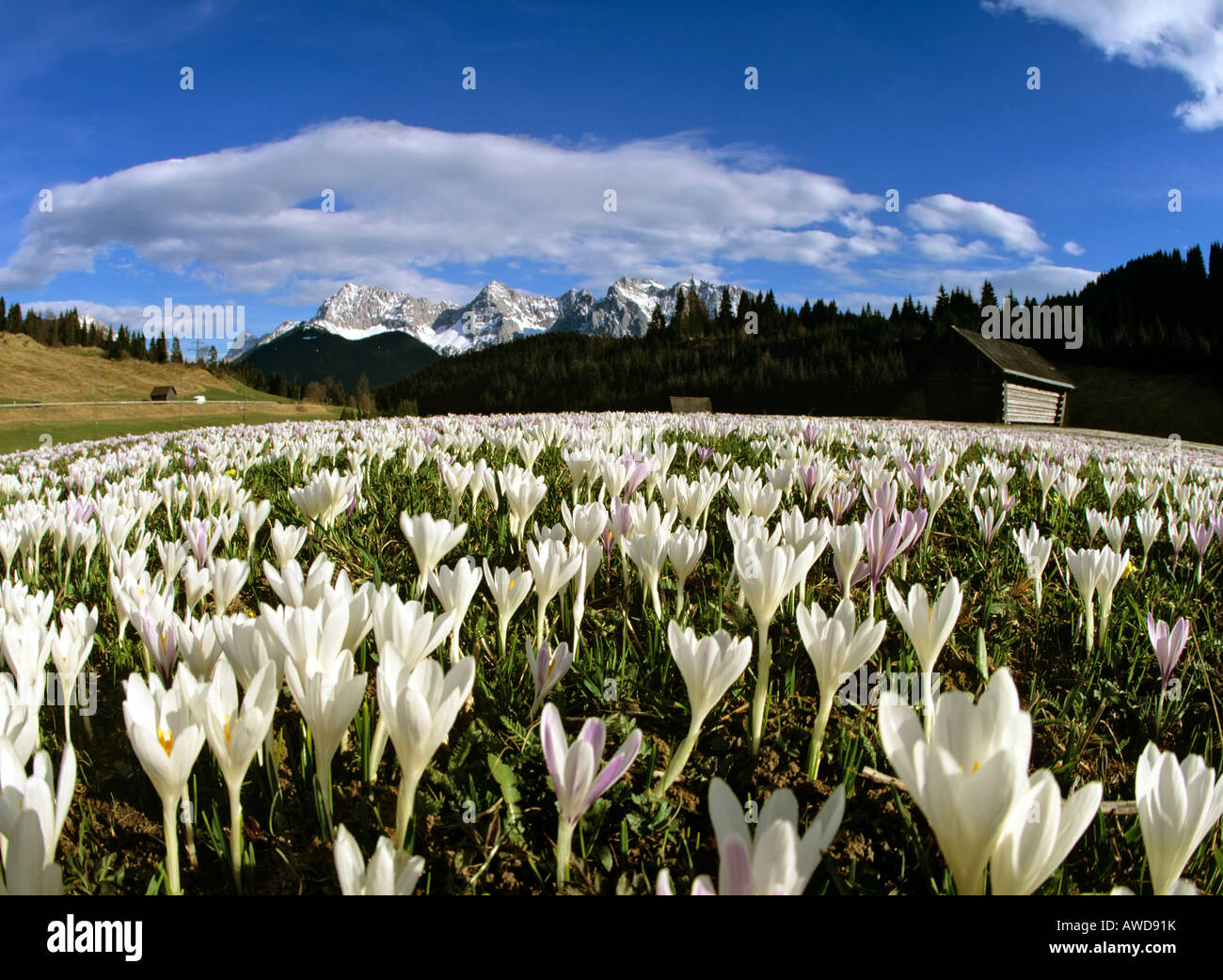 Rocky mountain meadow flowers hi-res stock photography and images - Alamy
