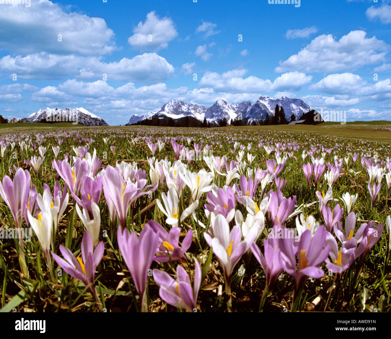 Crocus meadow near Gerold in spring, Wetterstein mountain range, Upper ...