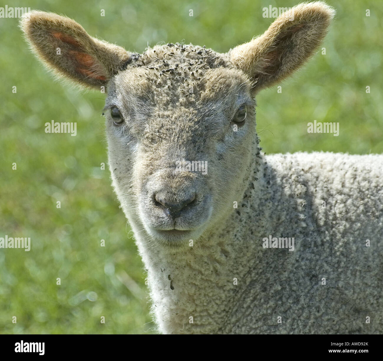 Woolly Sheep Face Stock Photos & Woolly Sheep Face Stock Images - Alamy