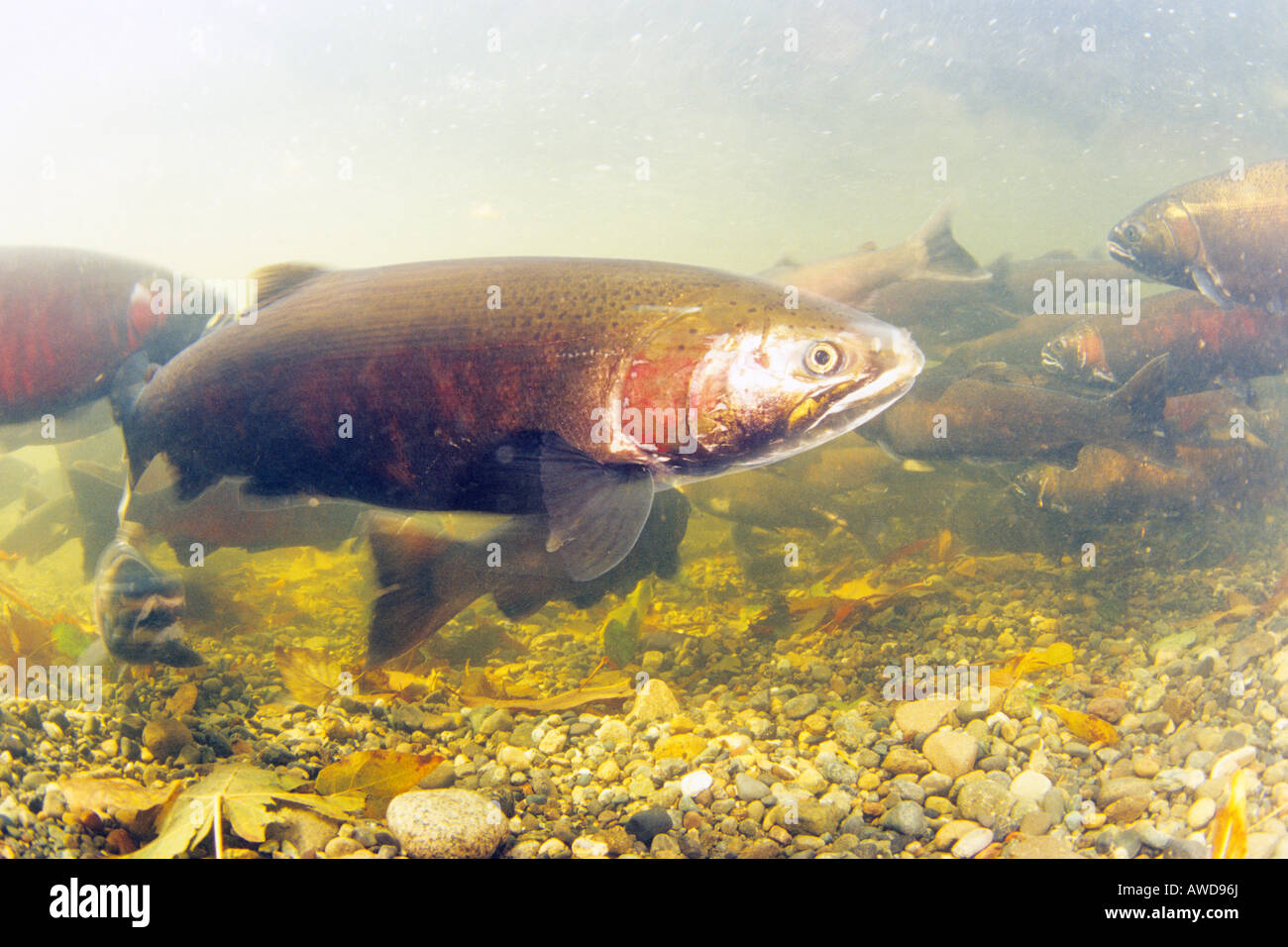 Coho Salmon migrating to spawning grounds, Washington State Stock Photo ...