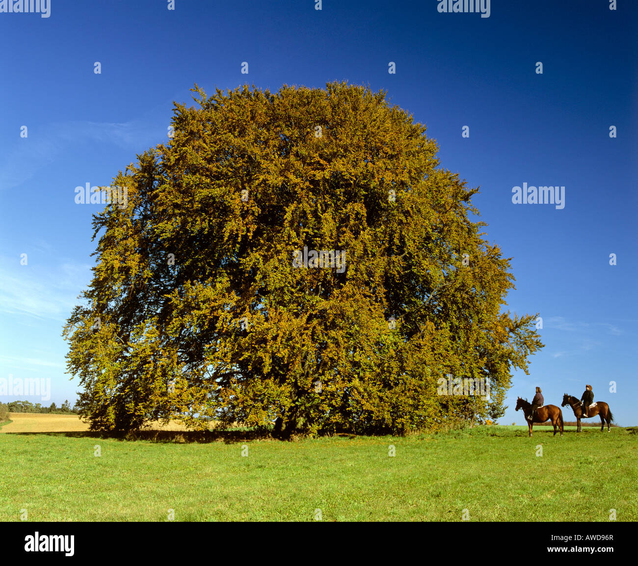 Bayerische buche hi-res stock photography and images - Alamy