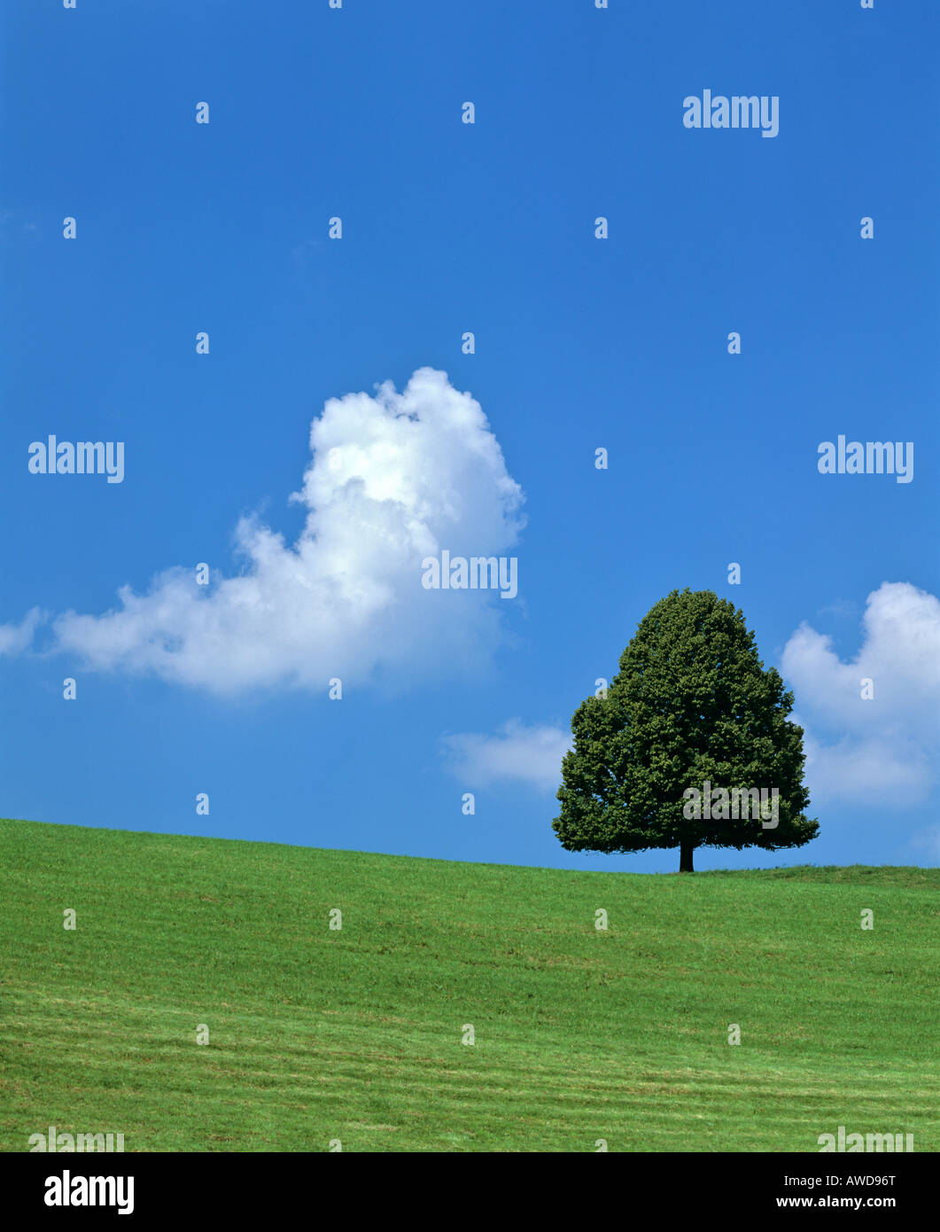 Lime tree (Tilia) on a summer meadow, cumulus cloud Stock Photo - Alamy